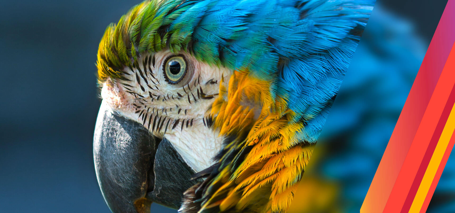 HD TV in The Bahamas - REVTV HD Channel | REV